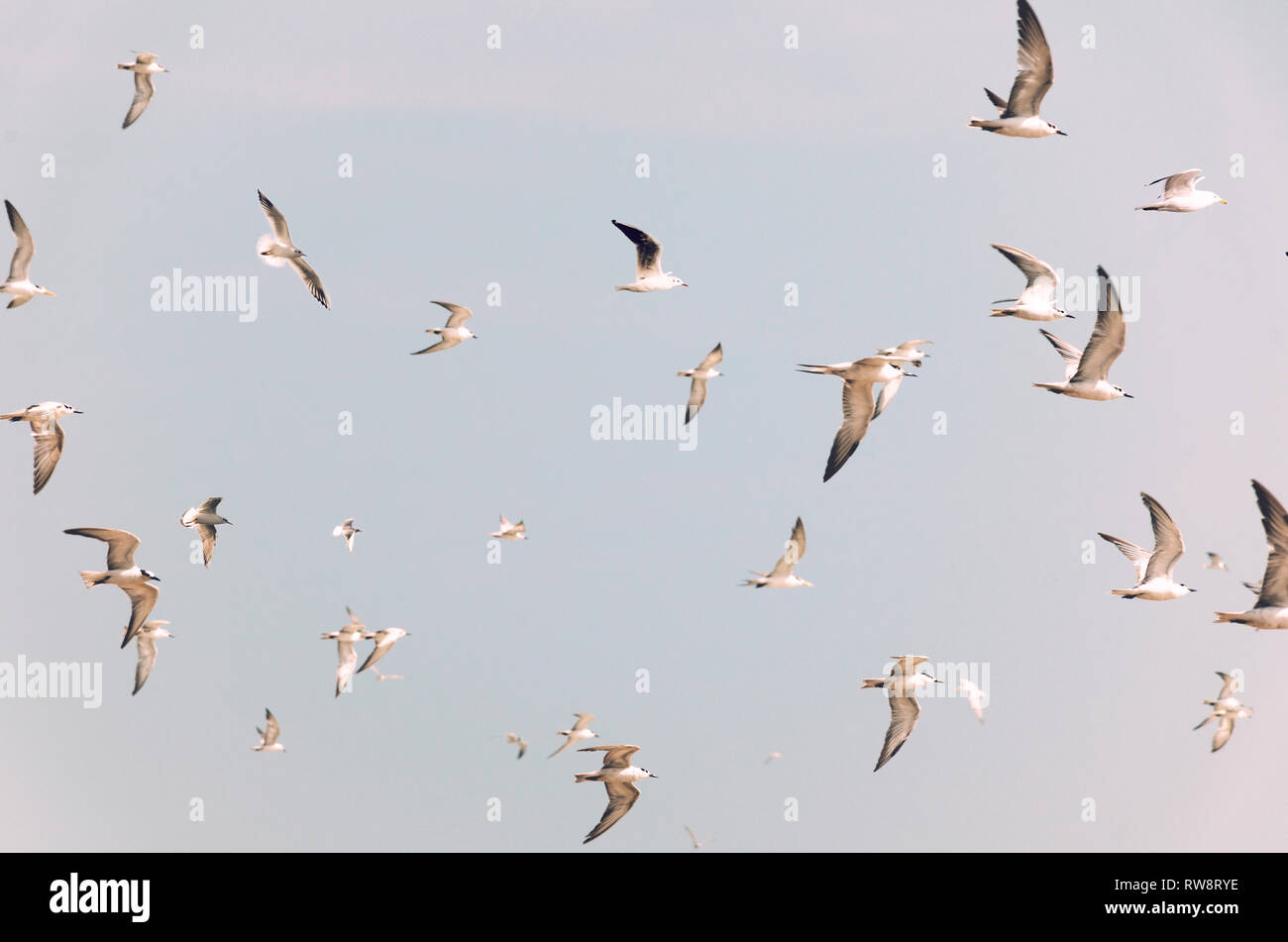 Group of birds flying, toned in vintage pale colors. Flock of white ...