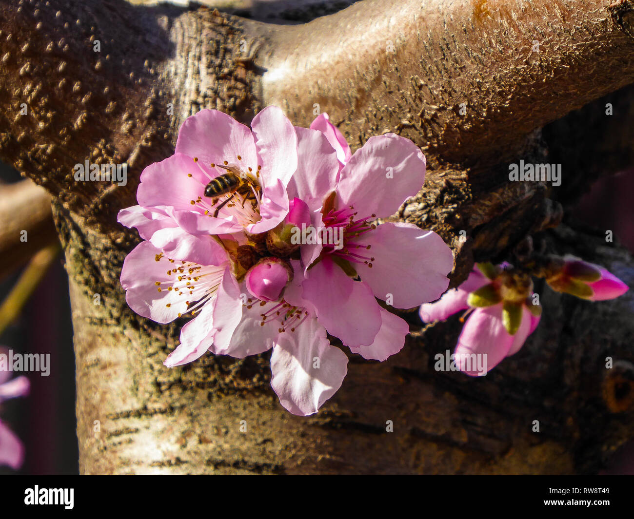 Peach tree flower and a bee Stock Photo - Alamy