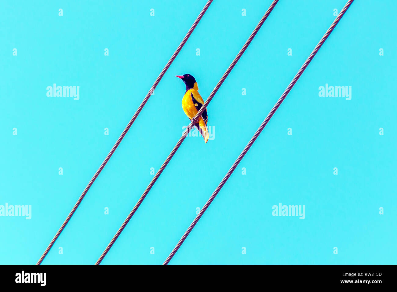 Bright tropical yellow bird with black head on the wires. Black-headed ...