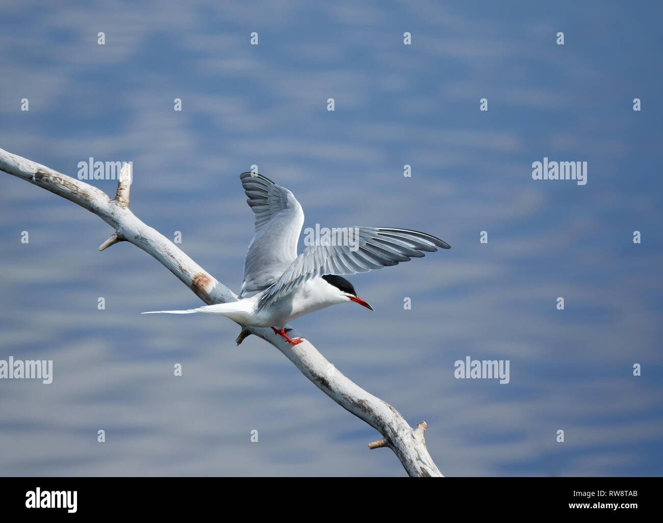 Common tern (Sterna hirundo) spreading its wings while sitting on a ...