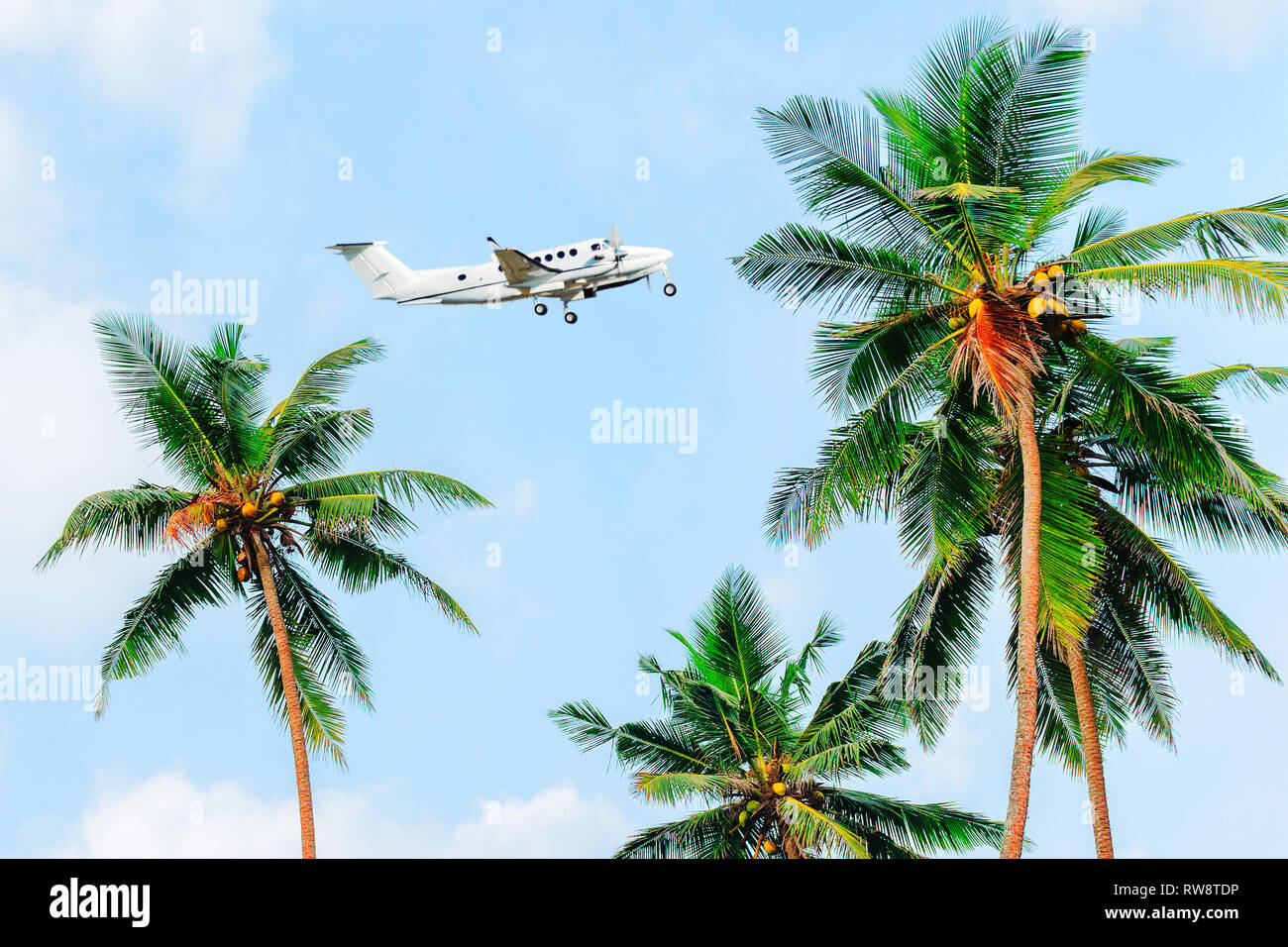 Palms against a blue sky, plane flies over palm trees. Tropical photo ...