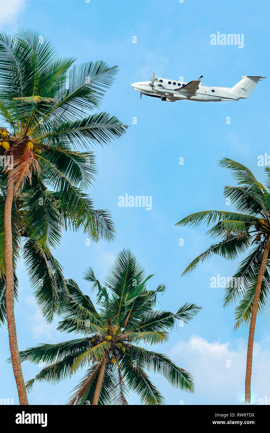 Airplane flying over palm trees hi-res stock photography and images - Alamy