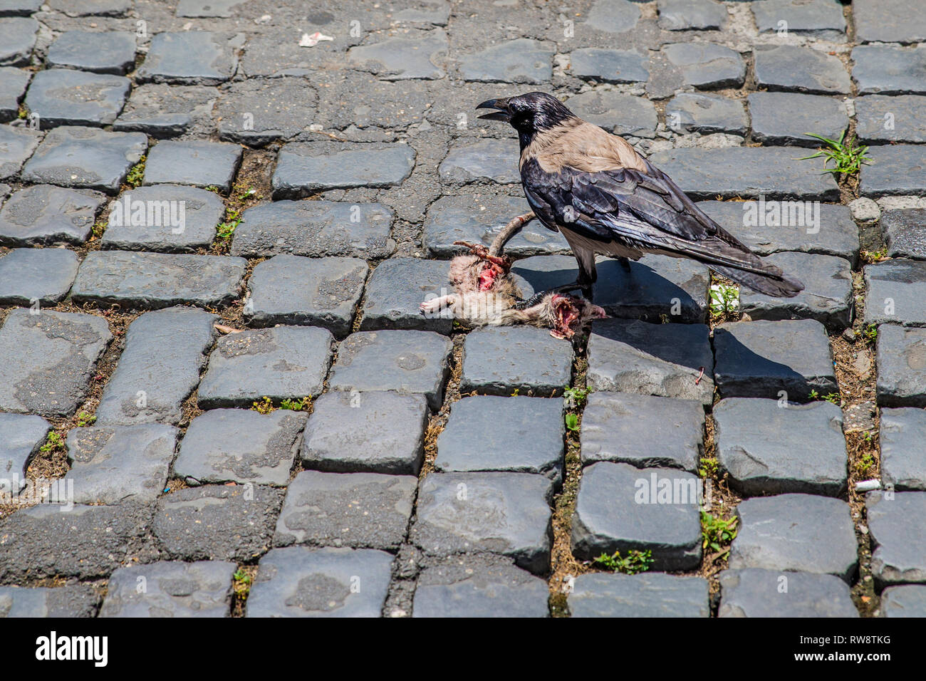 Waste rate hi-res stock photography and images - Alamy