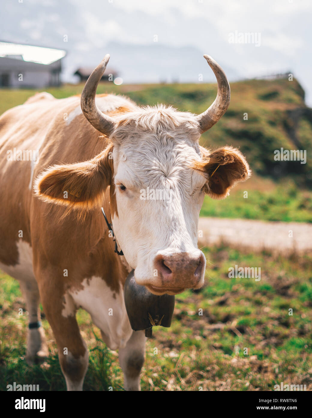 Brown swiss cow autumn hi-res stock photography and images - Alamy