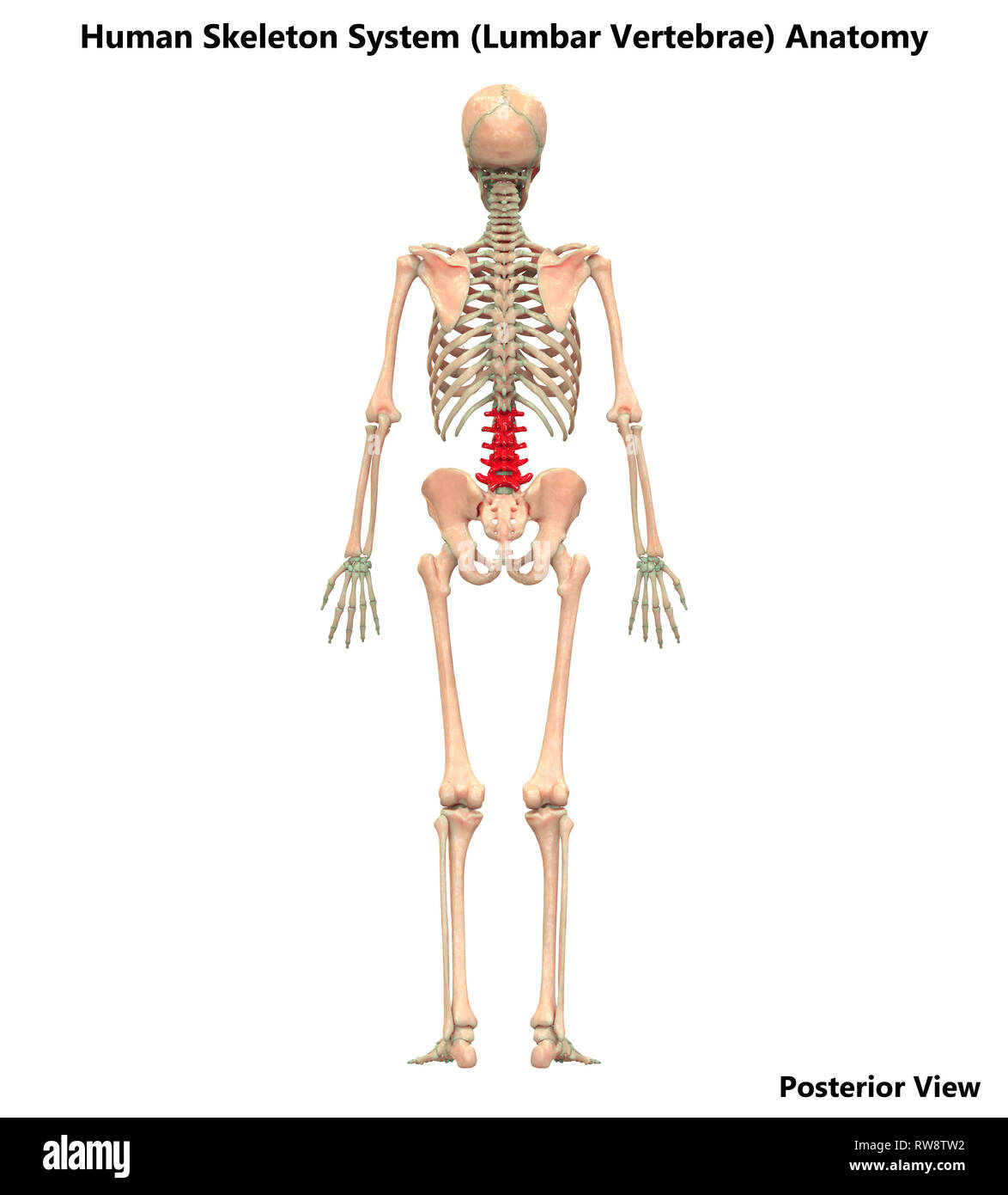 Human Skeleton System Vertebral Column Anatomy Stock Photo - Alamy