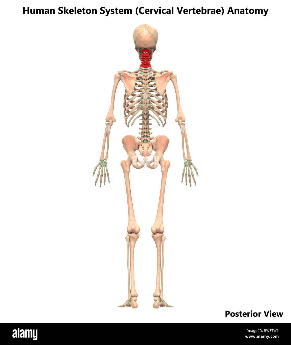 Human Skeleton System Vertebral Column Anatomy Stock Photo - Alamy