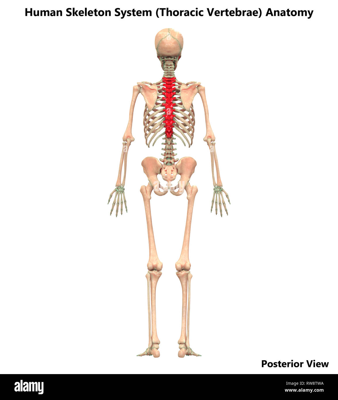 Vertebrate Human Diagrams