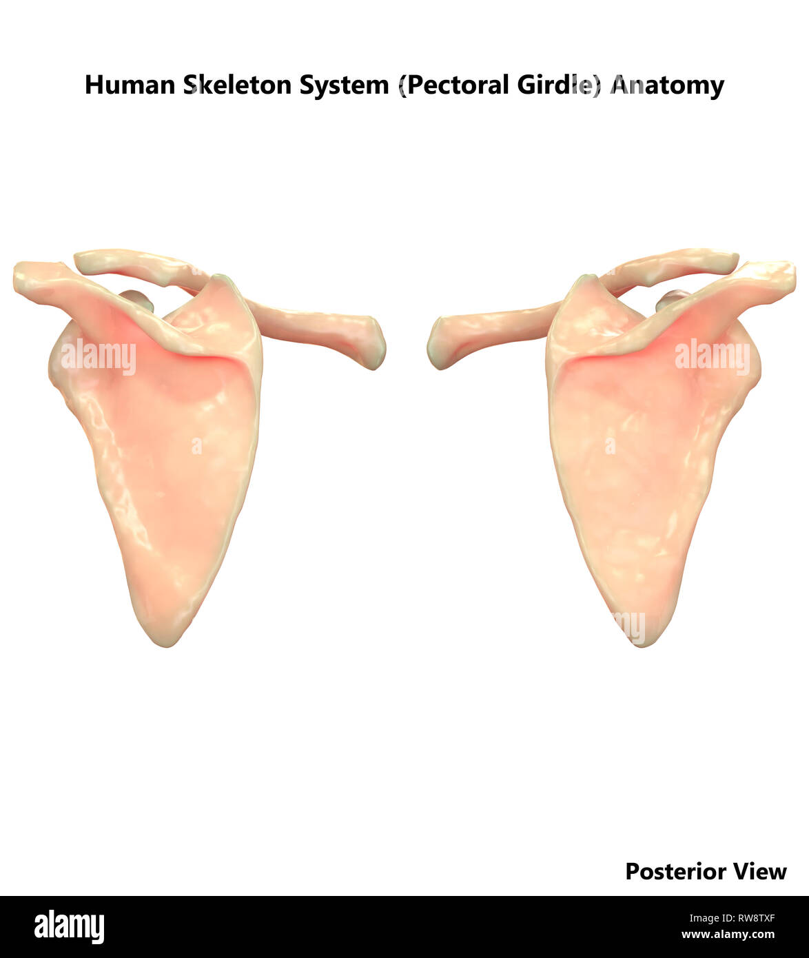 Bone joints Cut Out Stock Images & Pictures - Alamy