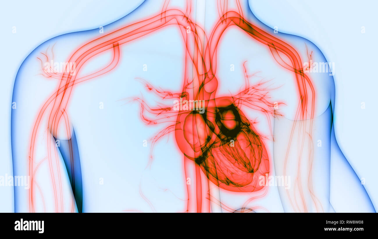Human Cardio Vascular System Heart Anatomy Stock Photo - Alamy