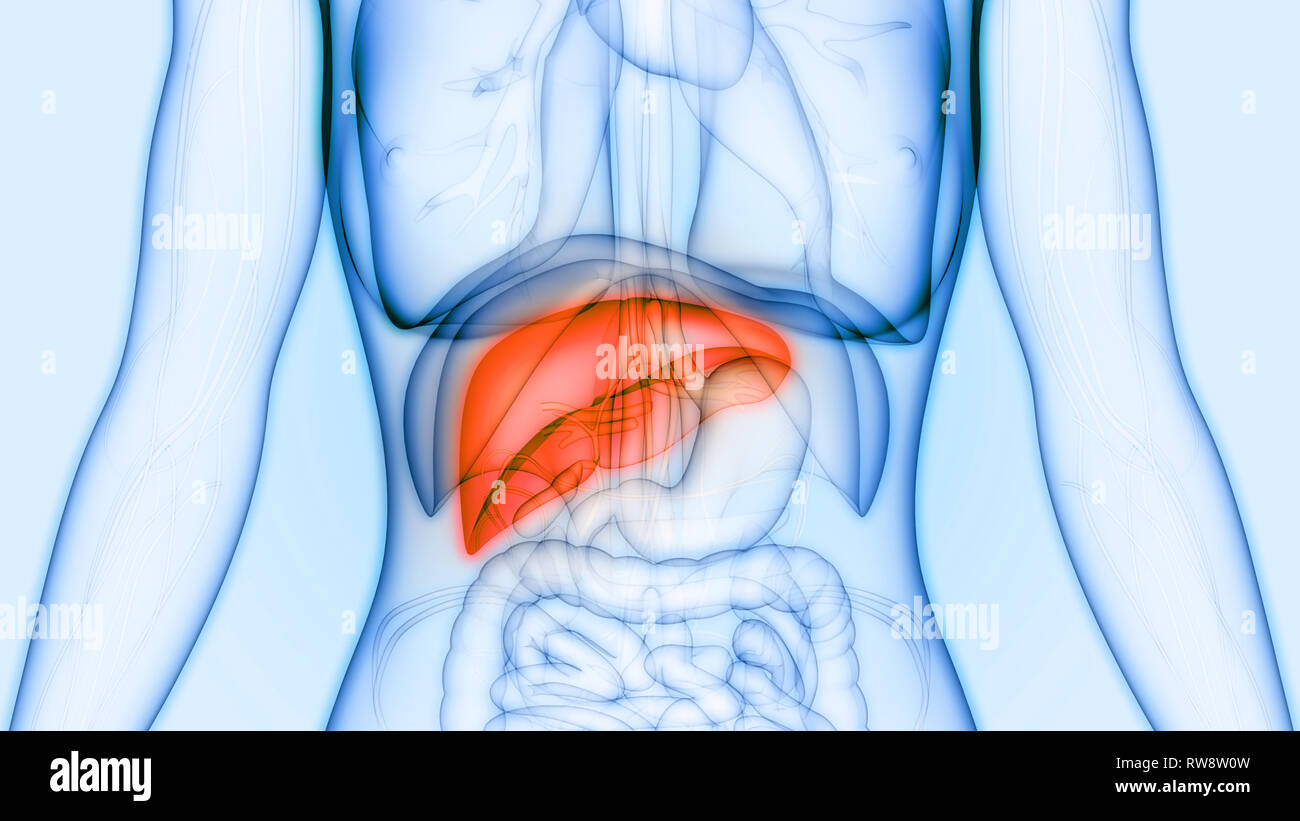 Gallbladder liver hi-res stock photography and images - Alamy