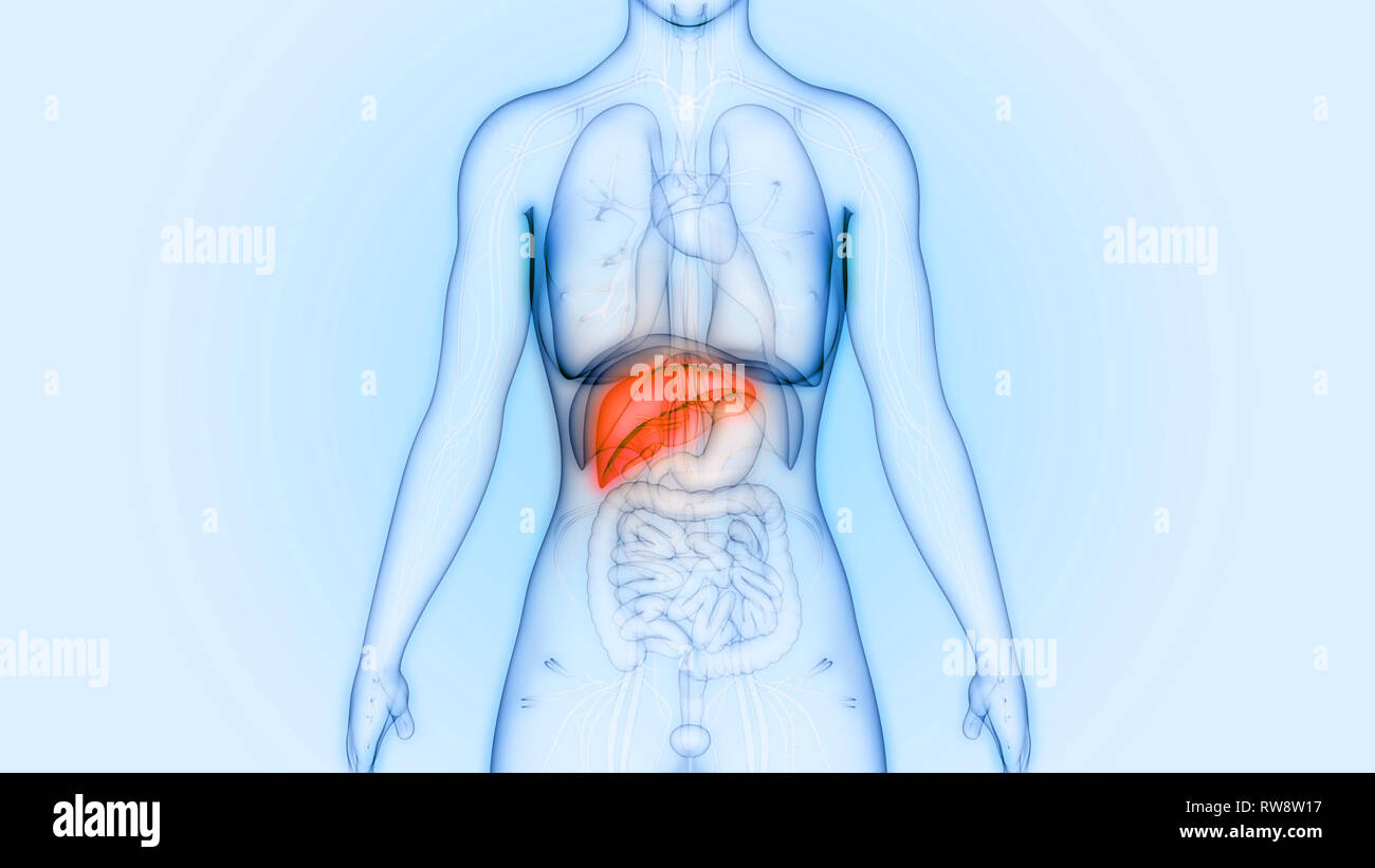 Gallbladder liver hi-res stock photography and images - Alamy