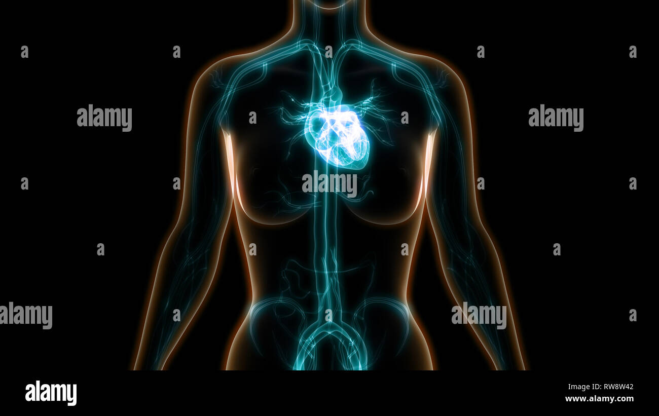 Human Cardio Vascular System Heart Anatomy Stock Photo - Alamy