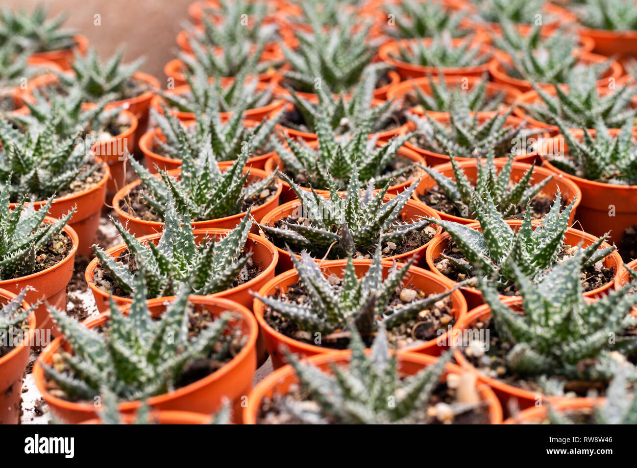 Varieties of cactus plant in the pot. Close up view. Selective Focus ...
