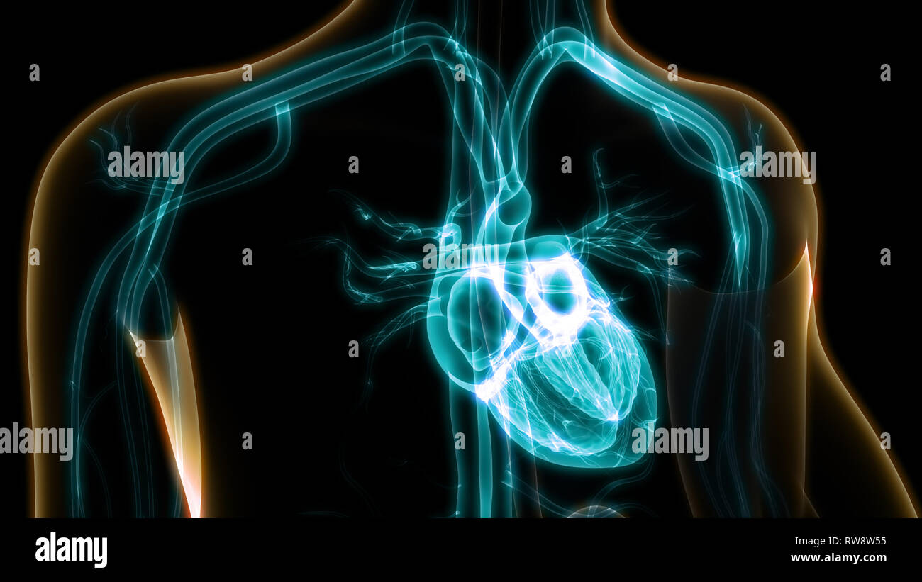 Human Cardio Vascular System Heart Anatomy Stock Photo - Alamy