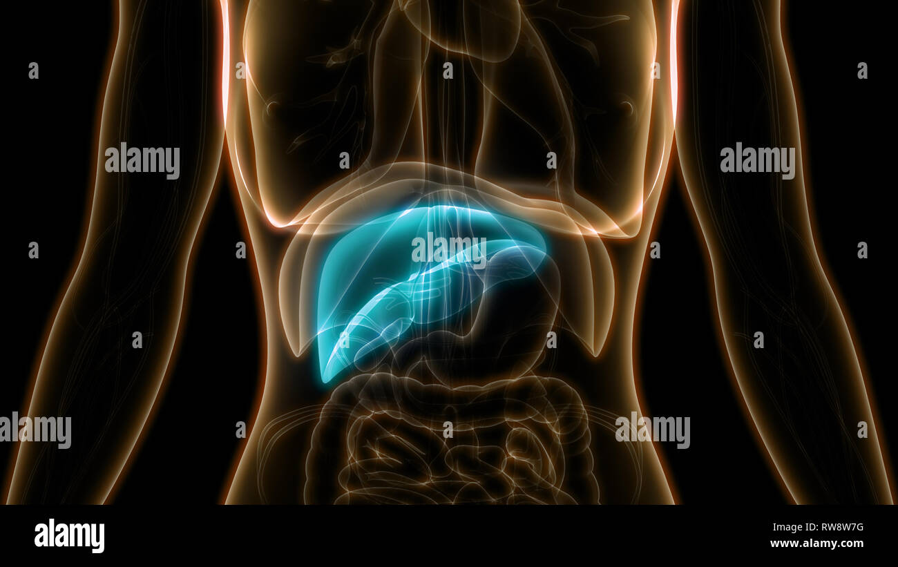 Human Liver Anatomy Stock Photo - Alamy