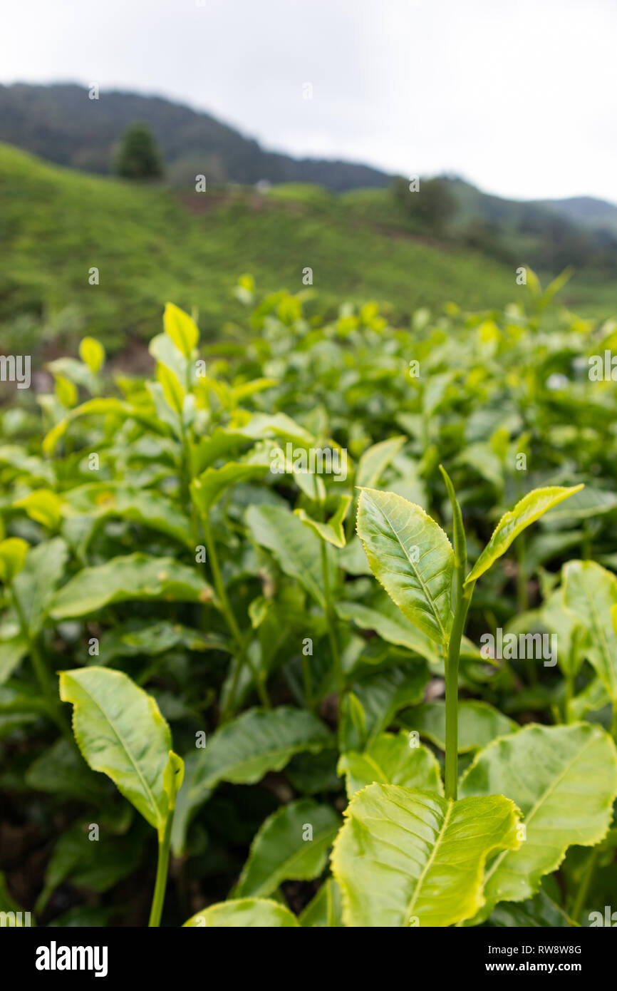 Tea leaf at the tea platation in Cameron Highland, Malaysia Stock Photo ...