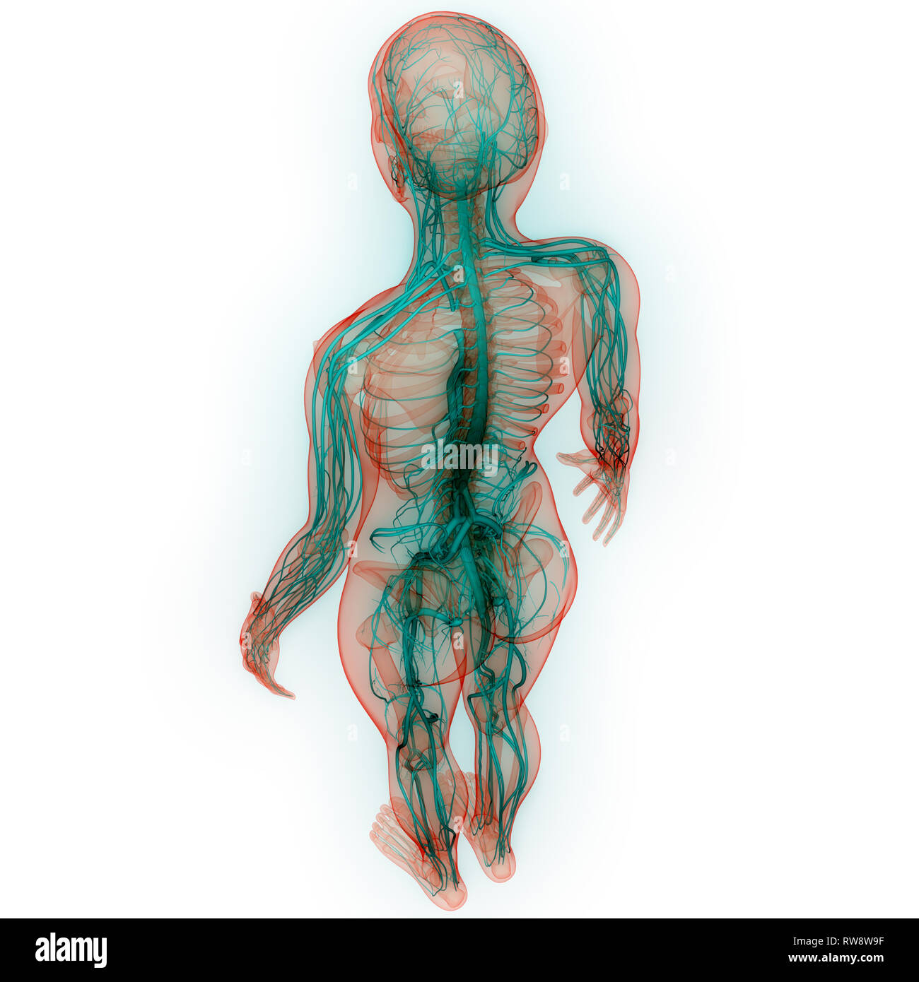 Human Nervous System Anatomy Stock Photo - Alamy