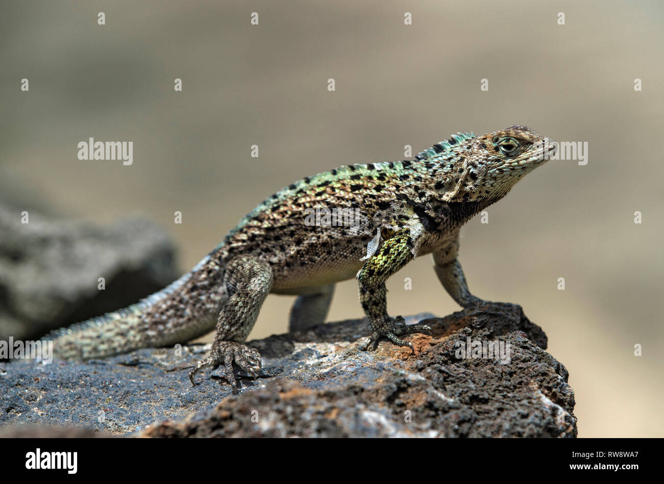Male floreana lava lizard microlophus hi-res stock photography and ...
