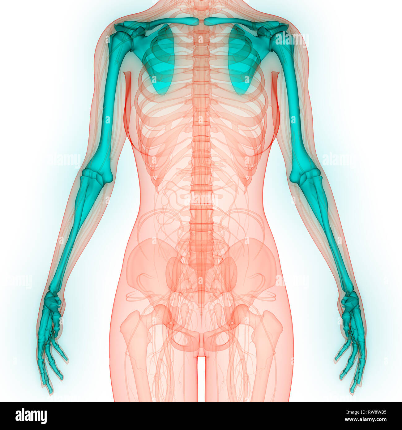 Human Skeleton System Upper Limbs Anatomy Stock Photo - Alamy