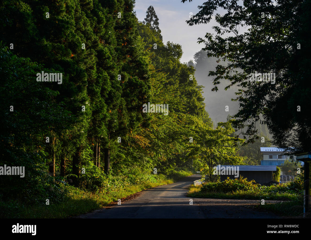 Huge pine trees at ancient forest in Akita, Japan Stock Photo - Alamy