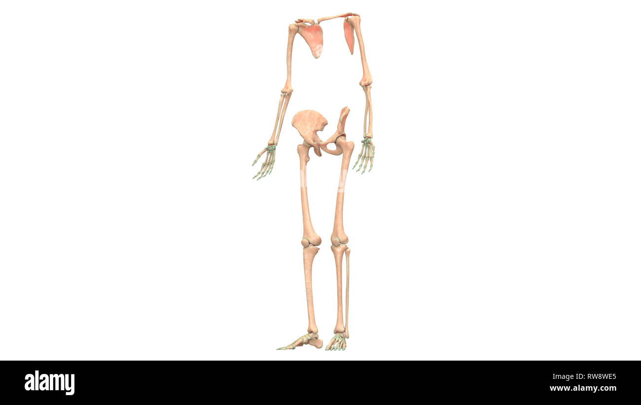 Human Skeleton System Appendicular Skeleton Anatomy Stock Photo - Alamy