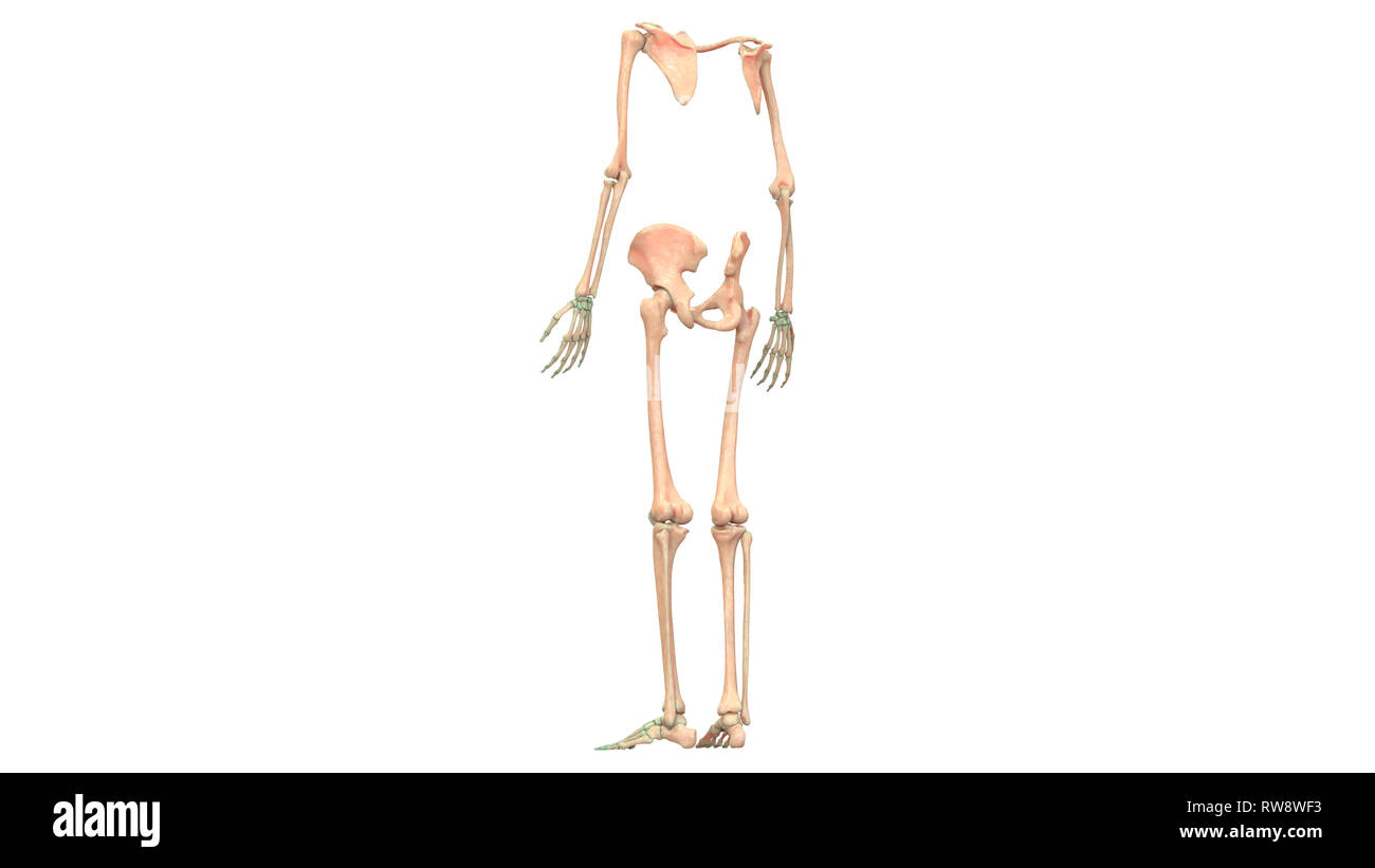 Human Skeleton System Appendicular Skeleton Anatomy Stock Photo - Alamy