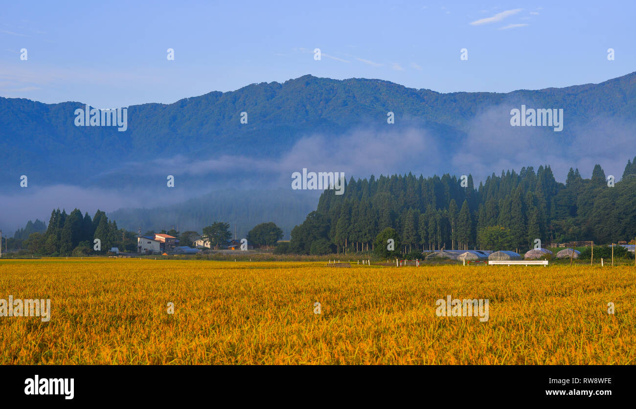 Beautiful rice field in Akita, Japan. Akita rice is so special and ...