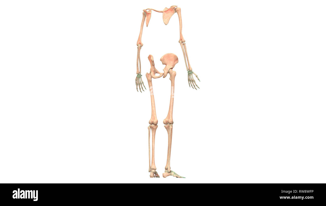 Human Skeleton System Appendicular Skeleton Anatomy Stock Photo - Alamy