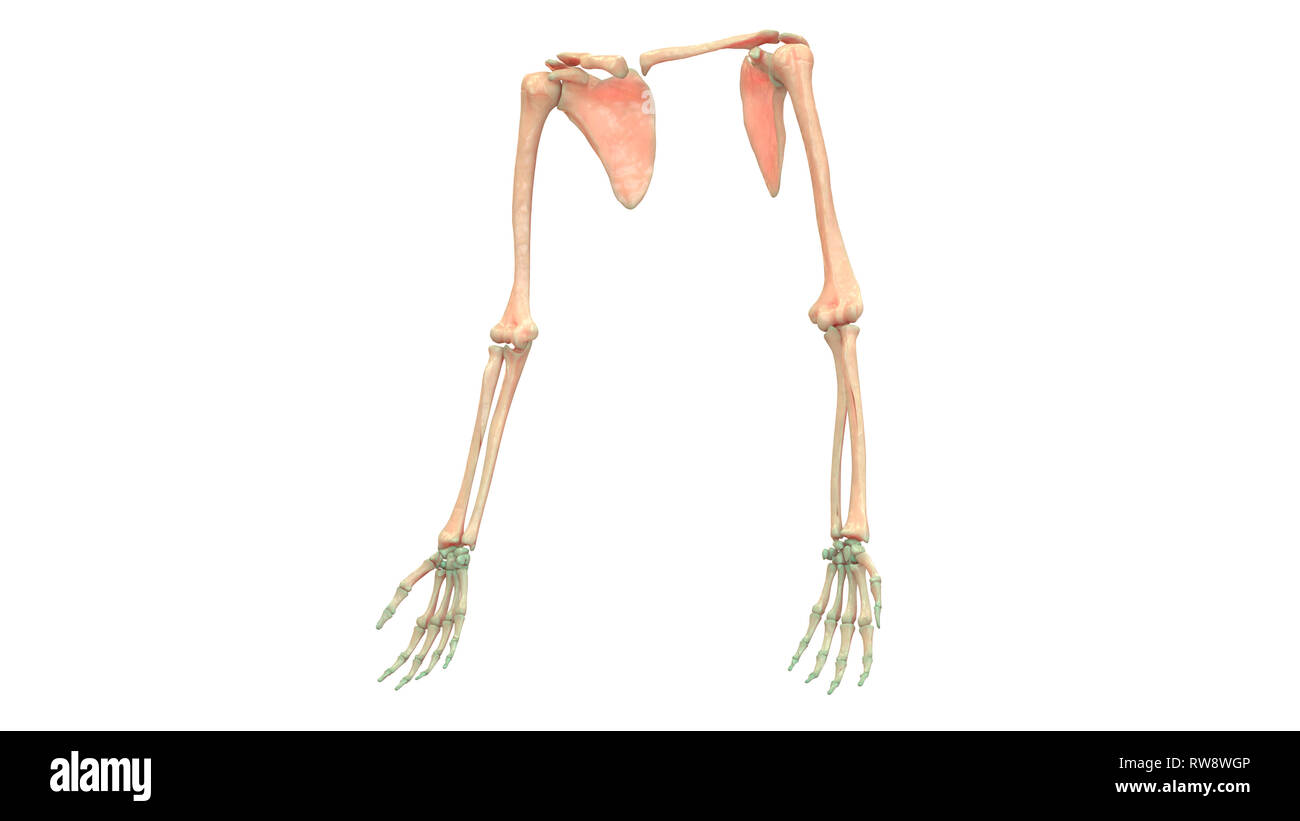 Human Skeleton System Upper Limbs Anatomy Stock Photo - Alamy