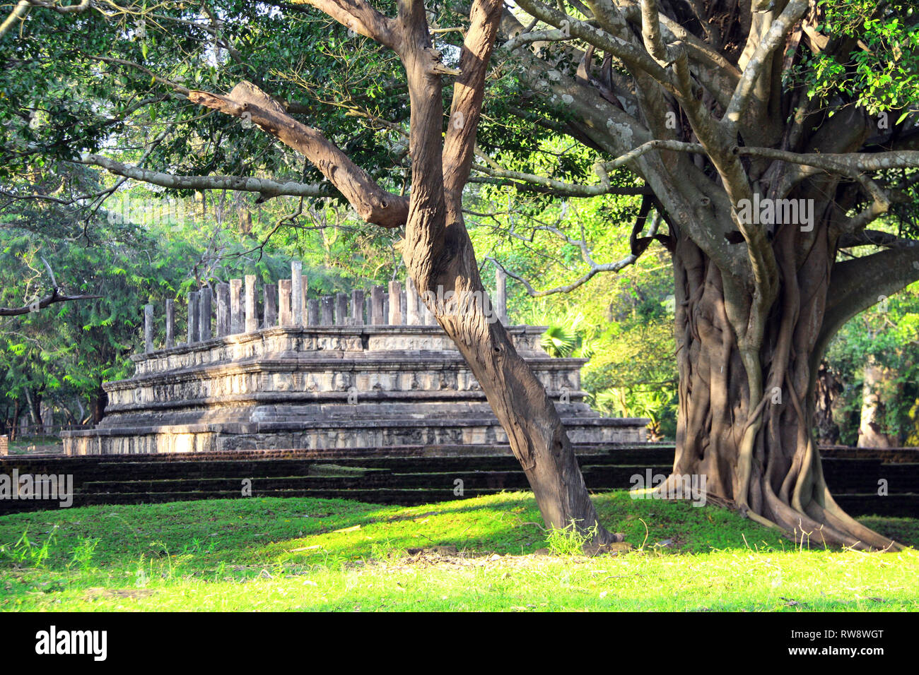Giant tree in park and ruins of the palace of Nissankamalla (ancient ...