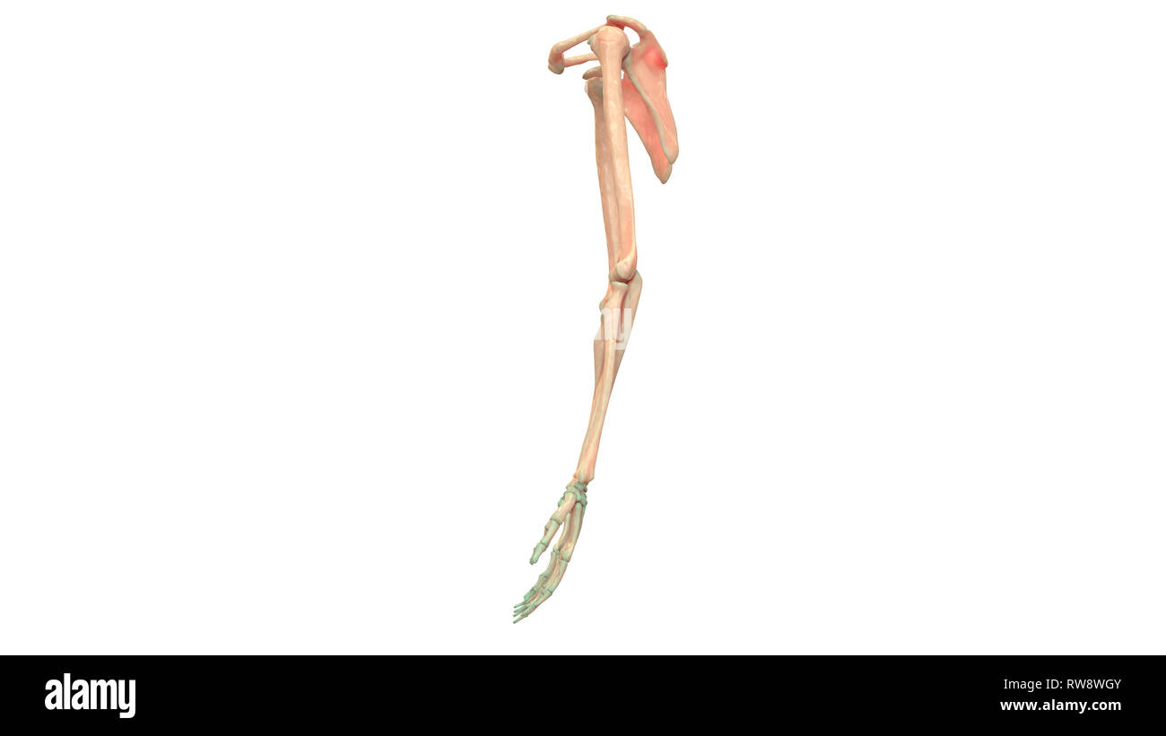 Human Skeleton System Upper Limbs Anatomy Stock Photo - Alamy