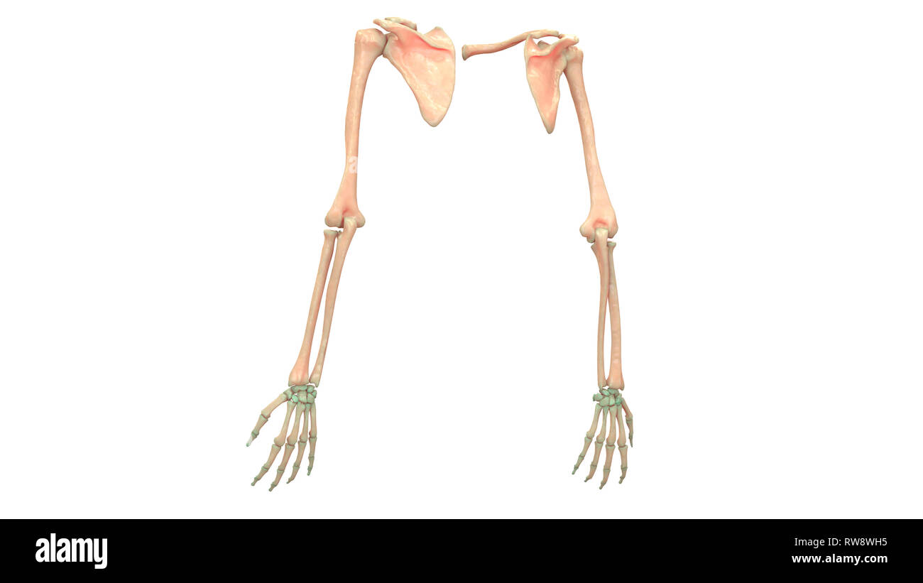 Human Skeleton System Upper Limbs Anatomy Stock Photo - Alamy