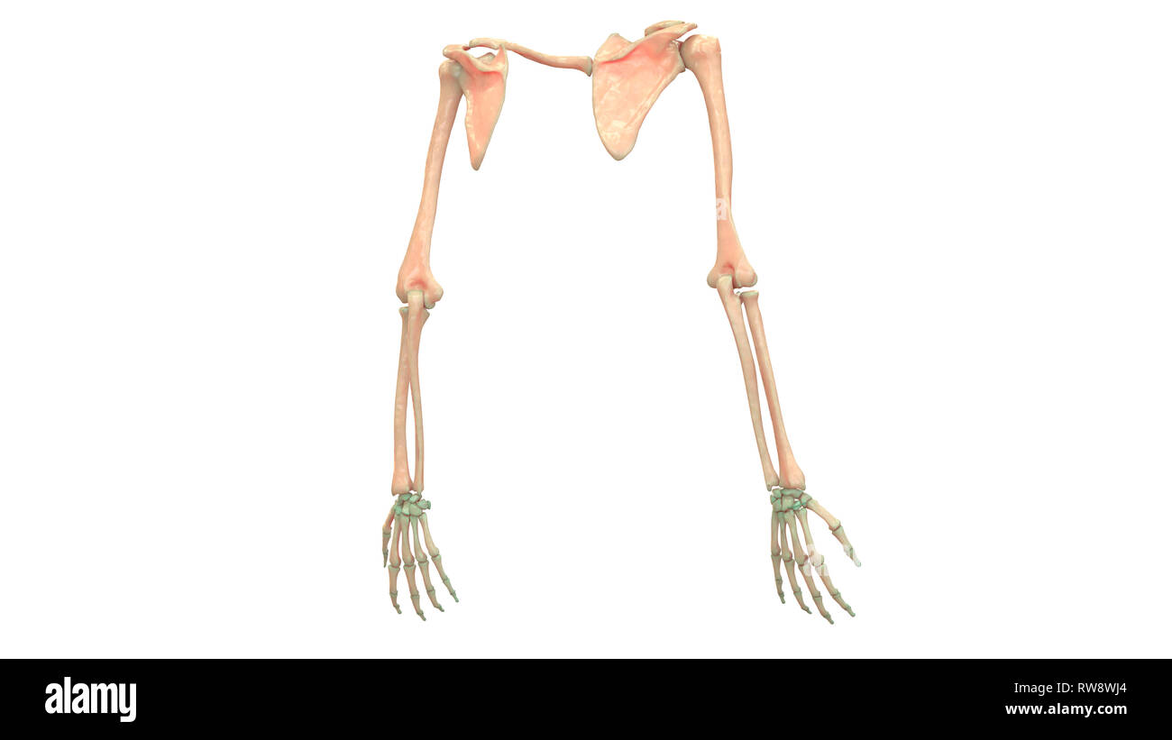 Upper Body Skeleton Stock Photos & Upper Body Skeleton Stock Images - Alamy