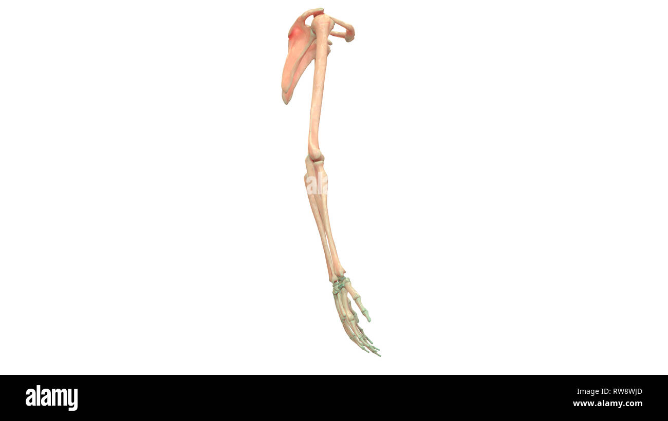 Human Skeleton System Upper Limbs Anatomy Stock Photo - Alamy