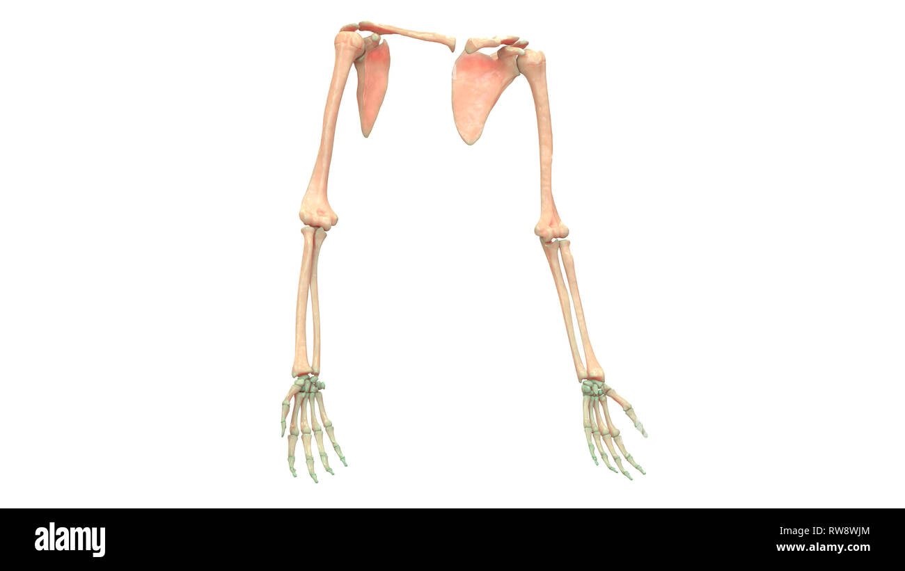 Human Skeleton System Upper Limbs Anatomy Stock Photo - Alamy