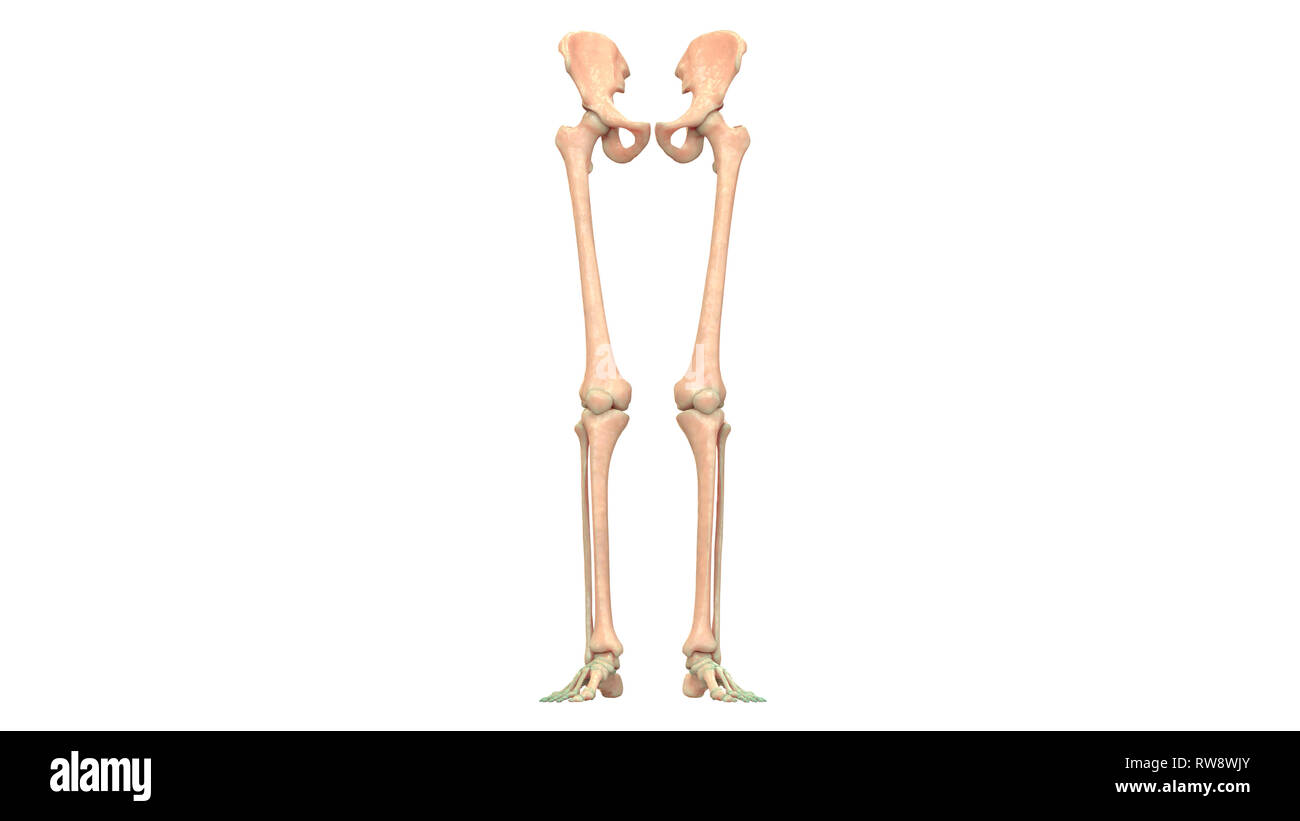 Human Skeleton System Lower Limbs Anatomy Stock Photo - Alamy