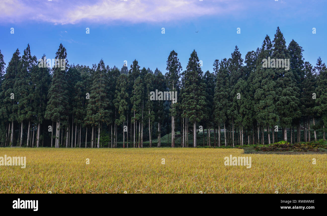Beautiful rice field in Akita, Japan. Akita rice is so special and ...