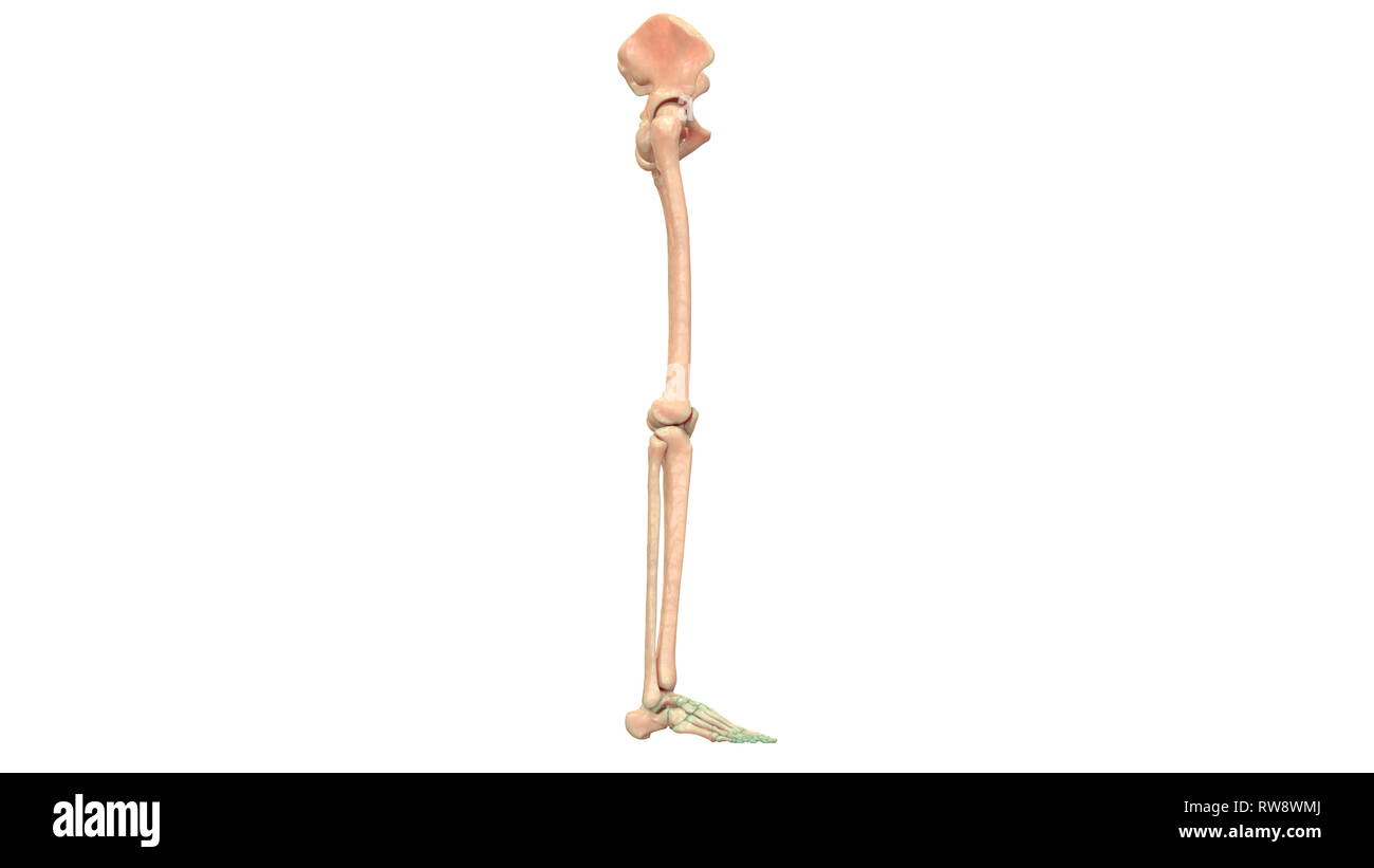 Lower skeleton hi-res stock photography and images - Alamy