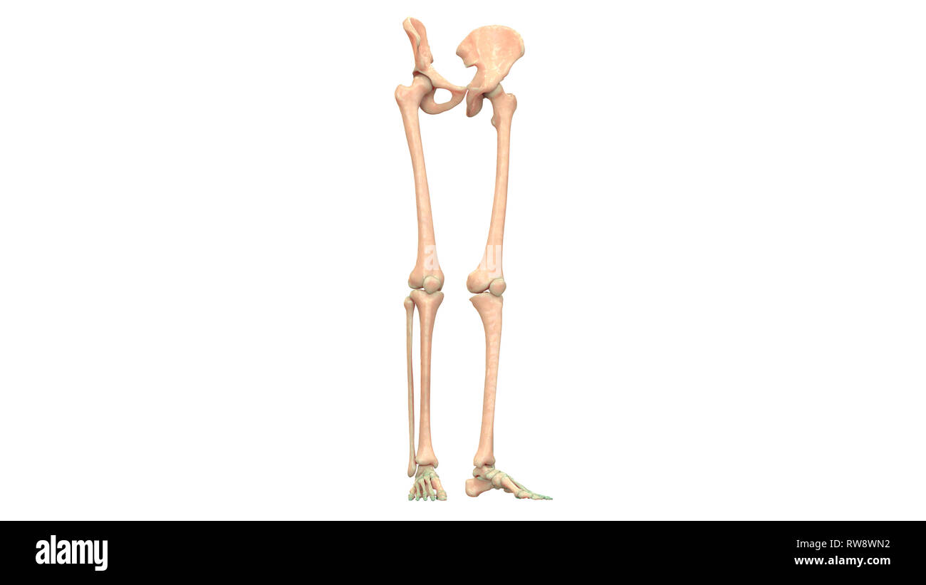 Human Skeleton System Lower Limbs Anatomy Stock Photo - Alamy