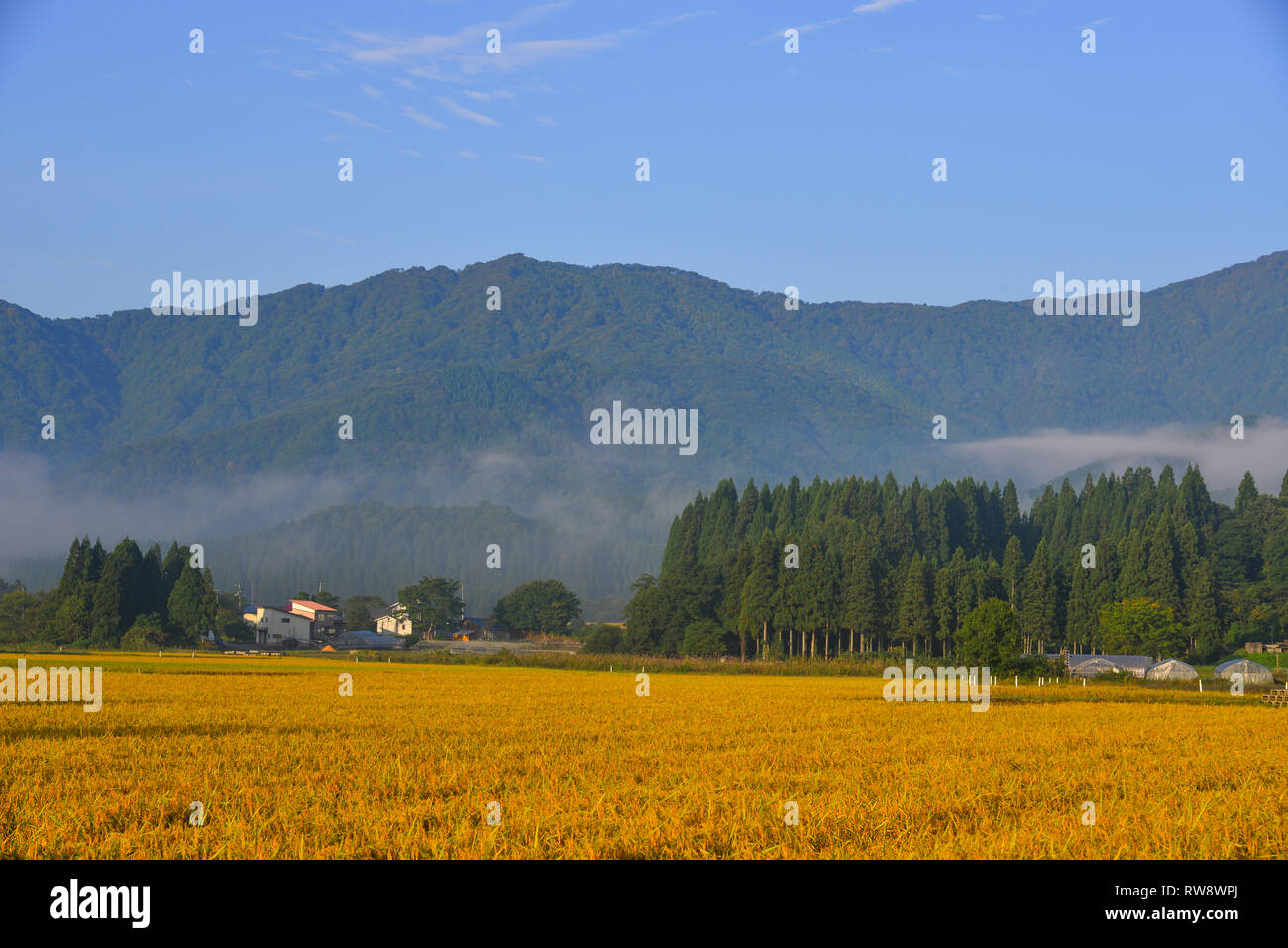 Beautiful rice field in Akita, Japan. Akita rice is so special and ...