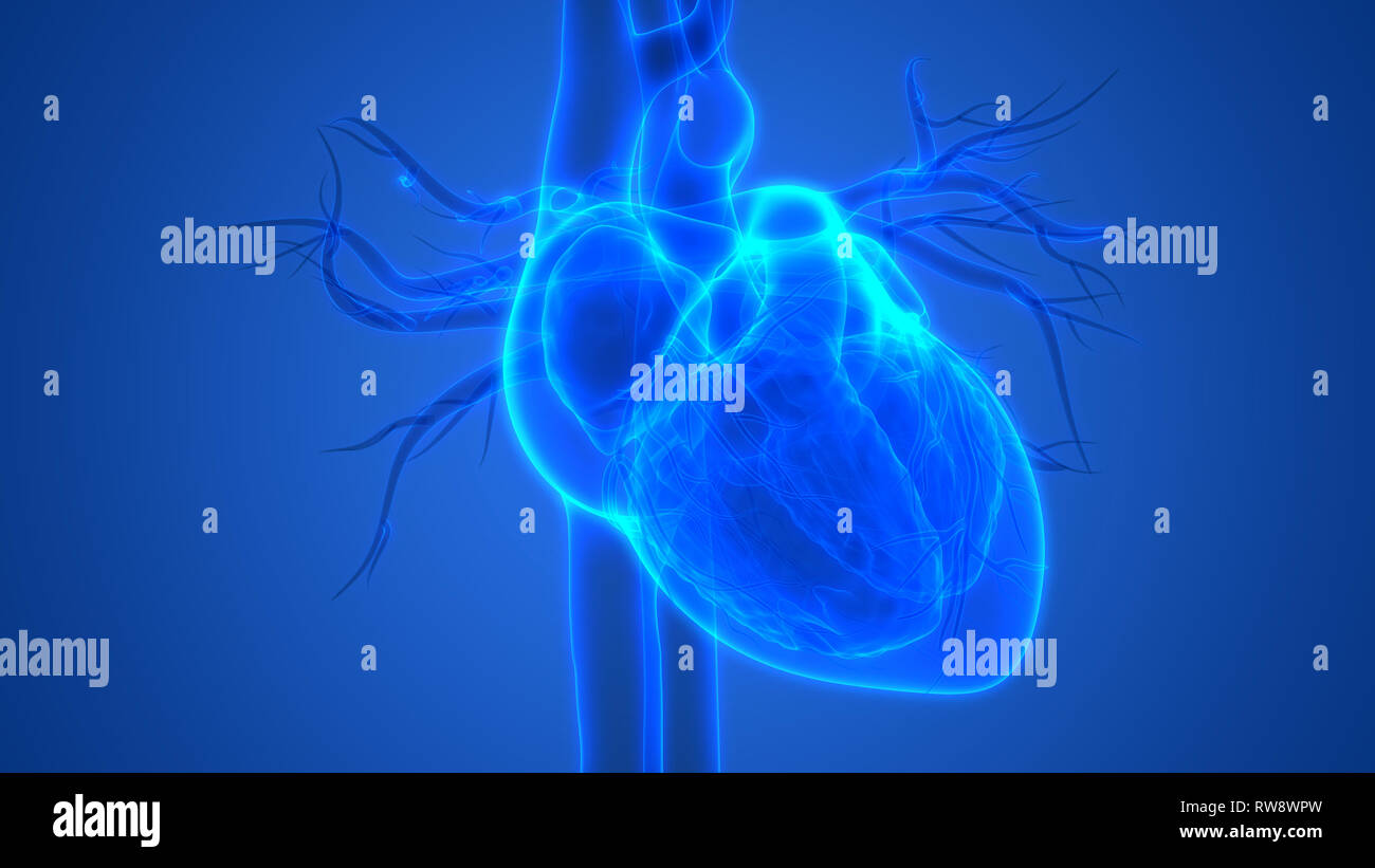 Human Cardio Vascular System Heart Anatomy Stock Photo - Alamy