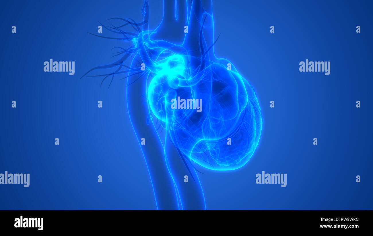 Human Cardio Vascular System Heart Anatomy Stock Photo - Alamy