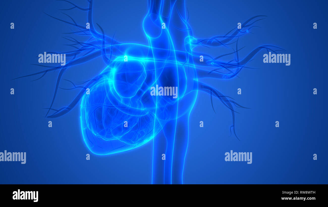 Human Cardio Vascular System Heart Anatomy Stock Photo - Alamy