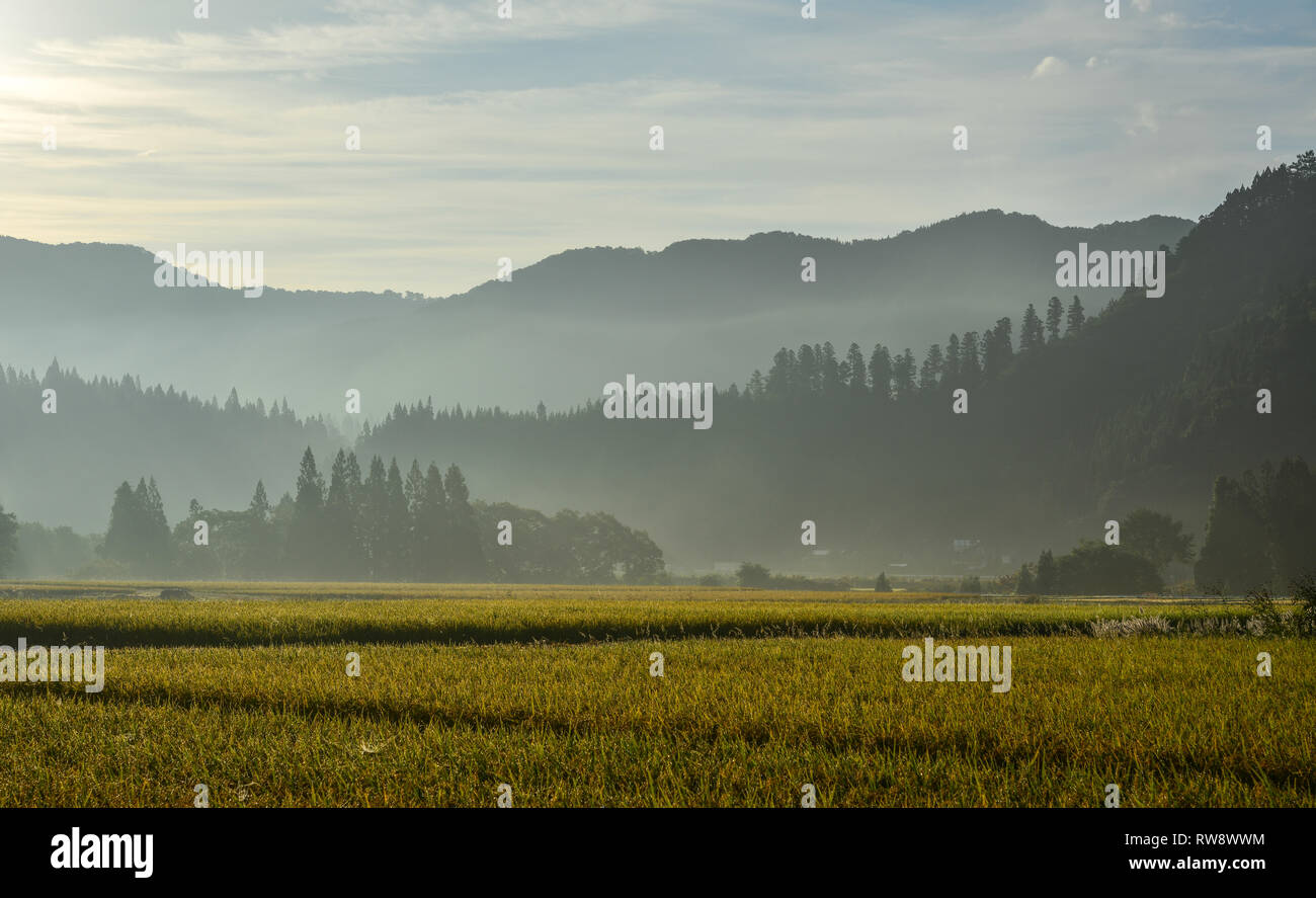 Beautiful rice field in Akita, Japan. Akita rice is so special and ...