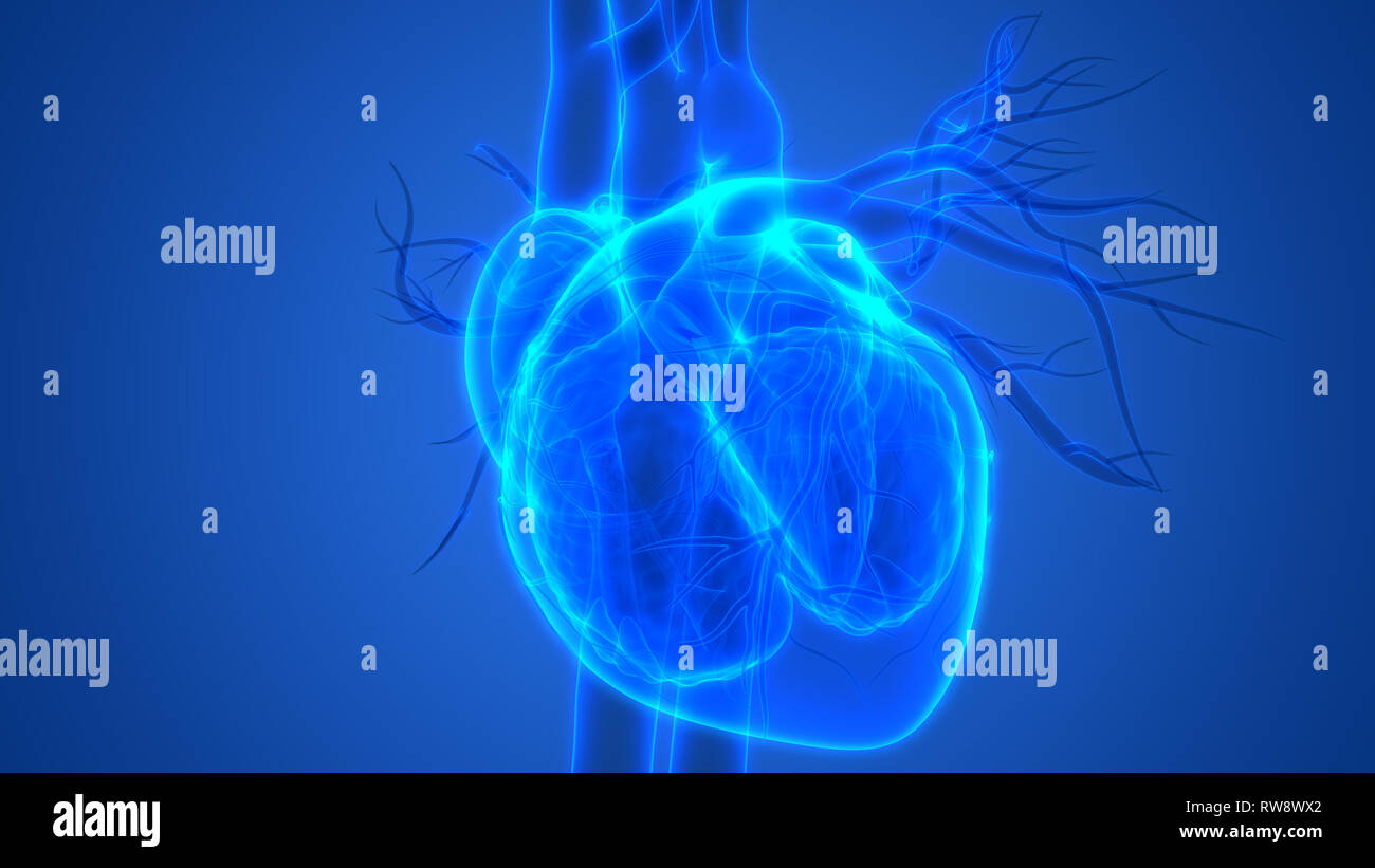 Human Cardio Vascular System Heart Anatomy Stock Photo - Alamy