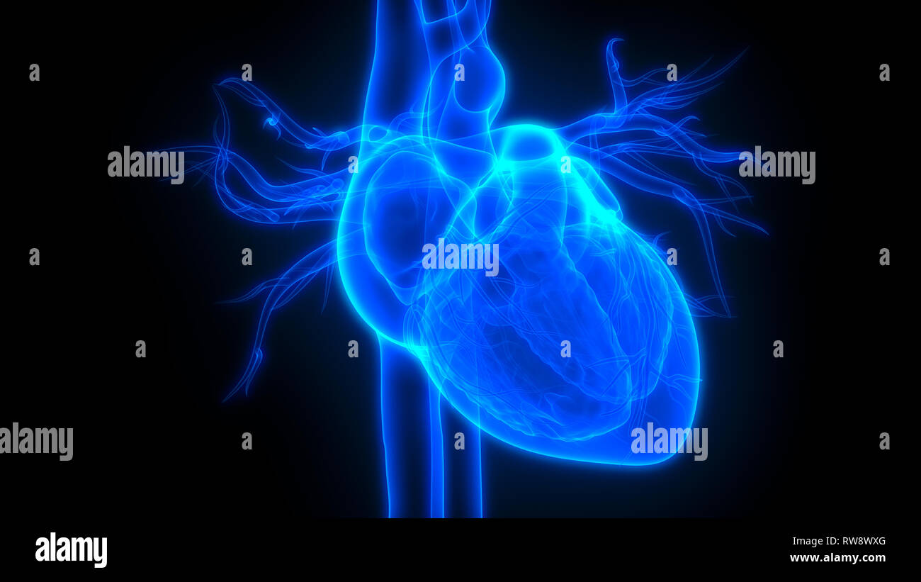 Human Cardio Vascular System Heart Anatomy Stock Photo - Alamy