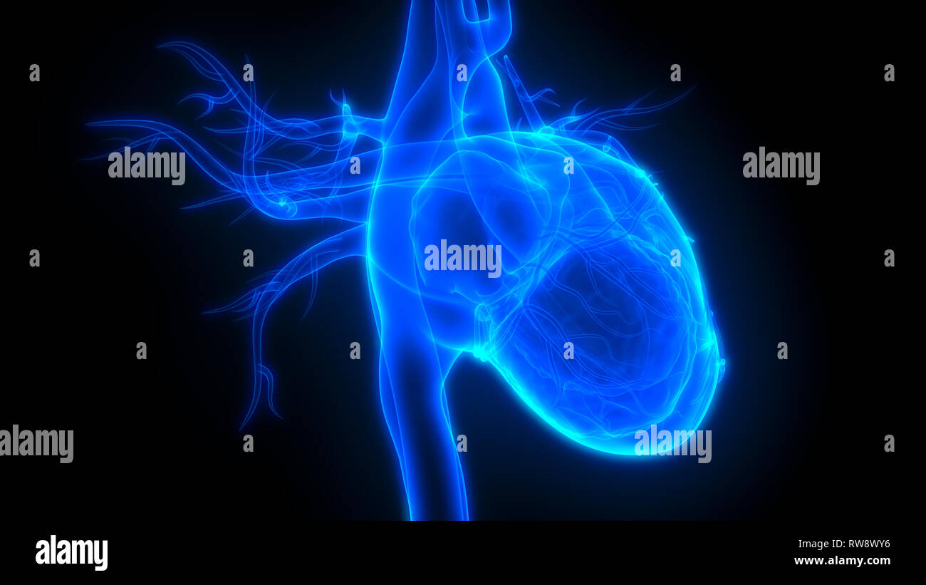 Human Cardio Vascular System Heart Anatomy Stock Photo - Alamy