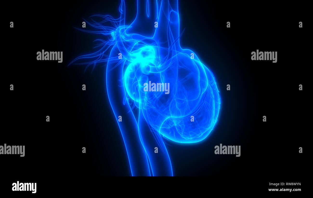 Human Cardio Vascular System Heart Anatomy Stock Photo - Alamy