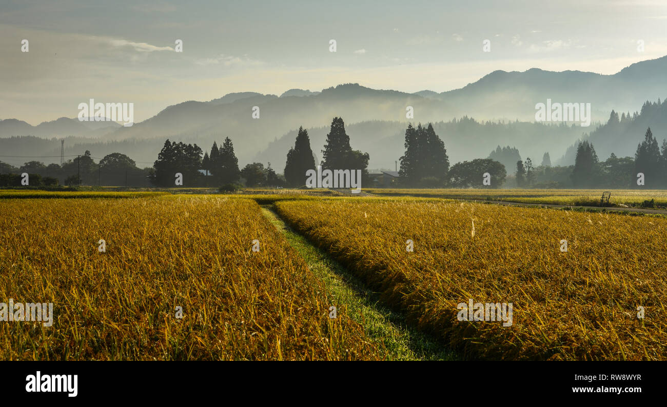 Beautiful rice field in Akita, Japan. Akita rice is so special and ...