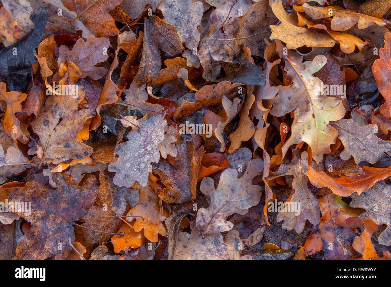 Moisture wet leaves hi-res stock photography and images - Alamy